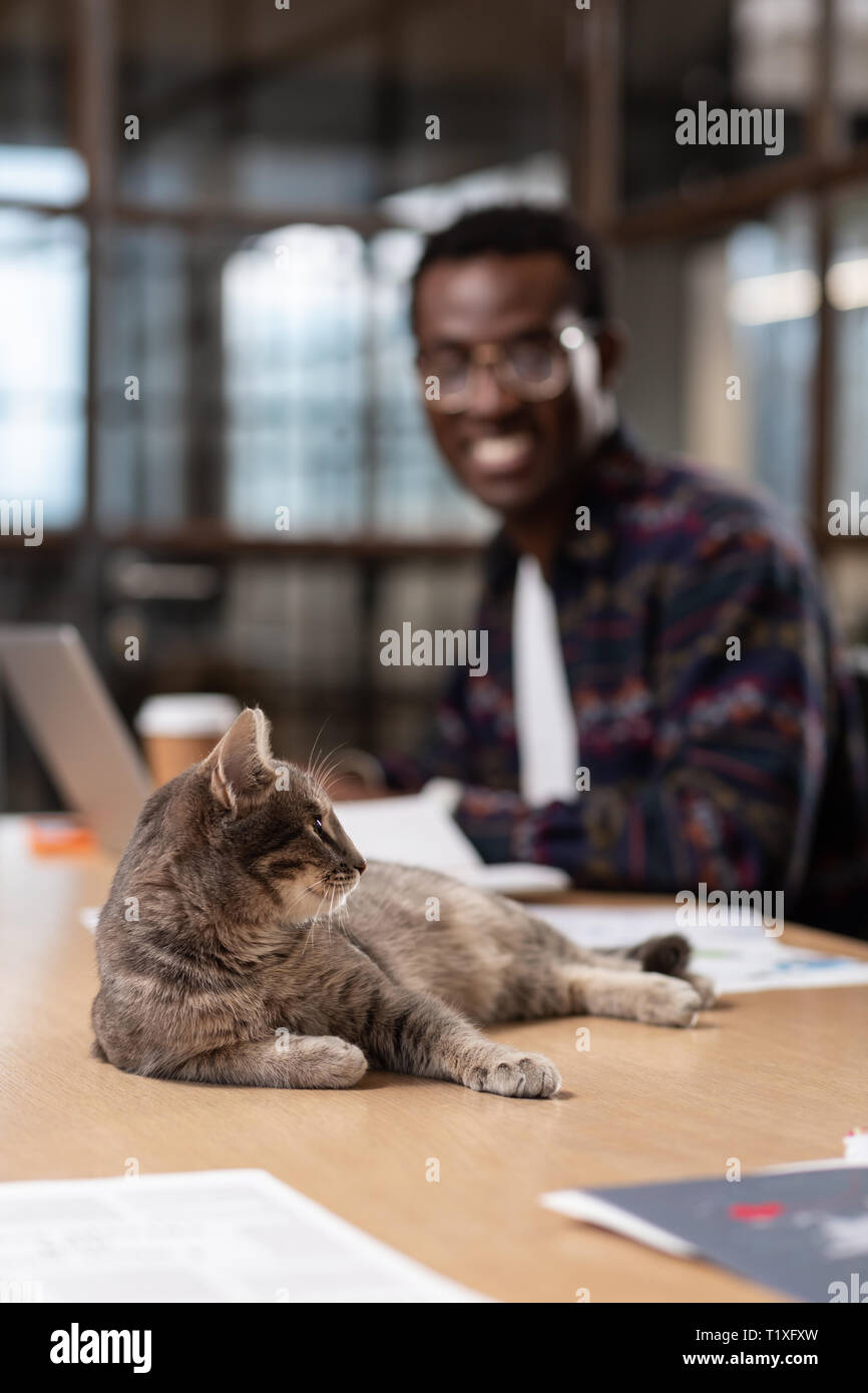 Cat feeling like a boss laying on a computer table Stock Photo - Alamy