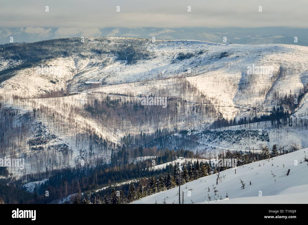 Beautiful winter fairytale landscape. Snow capped trees and slopes in ...