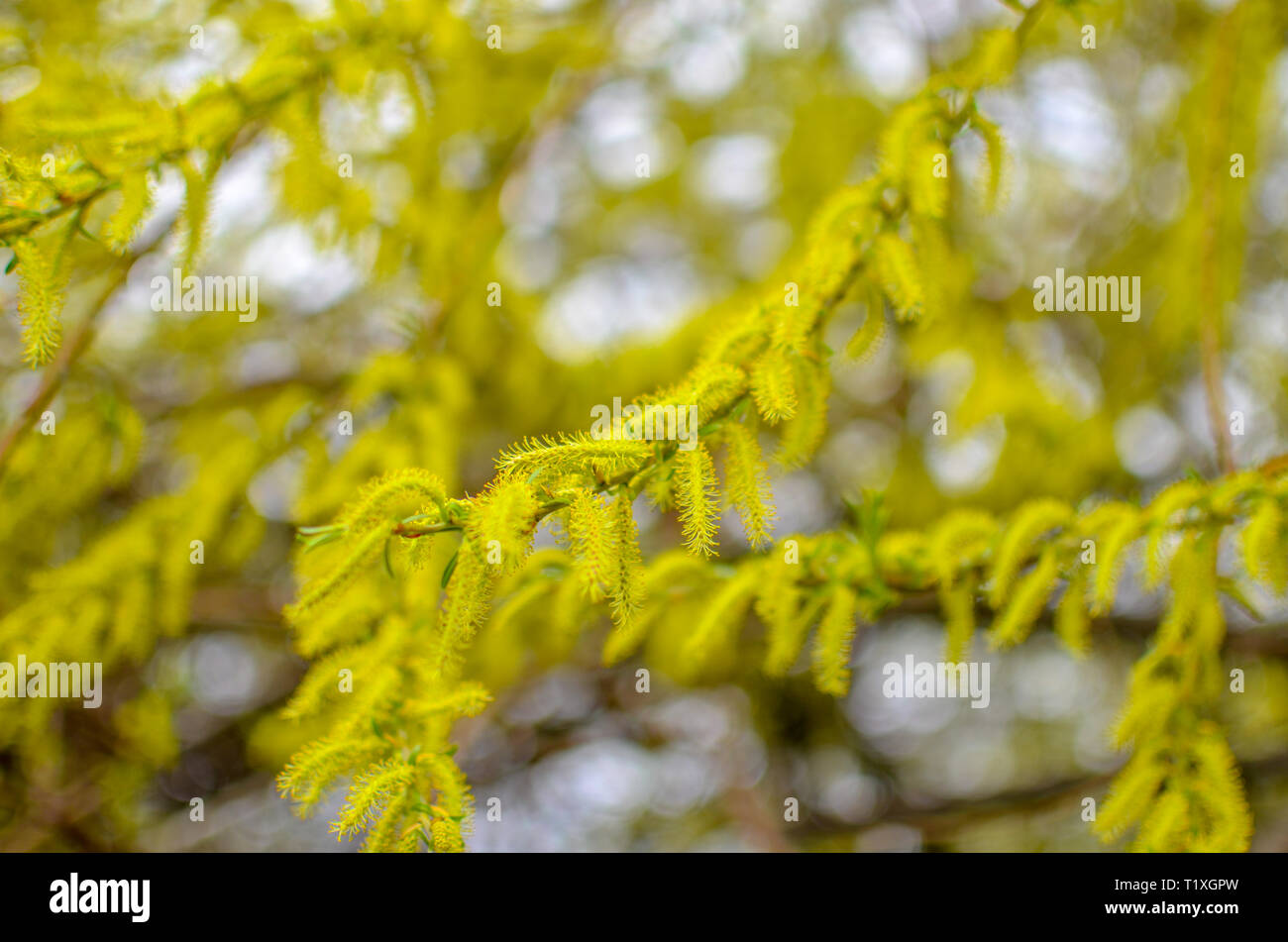 Blooming willow tree branch in yellow color at blue sky background ...