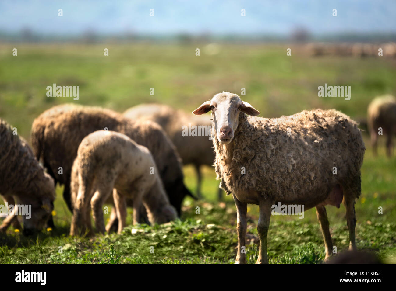 Sheep herd and one sheep is looking at camera Stock Photo - Alamy