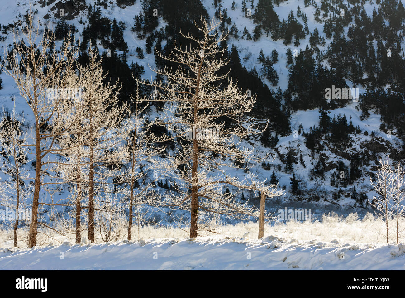 Frost covered trees on the Portage Glacier Highway, Alaska Stock Photo ...