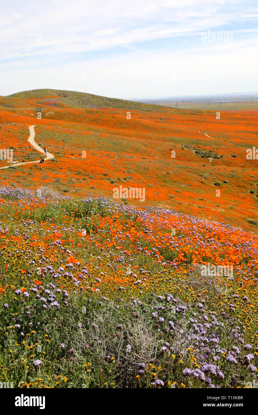 Antelope Valley California Poppy Reserve Wild Flower Field Super Bloom, USA National Park Stock ...