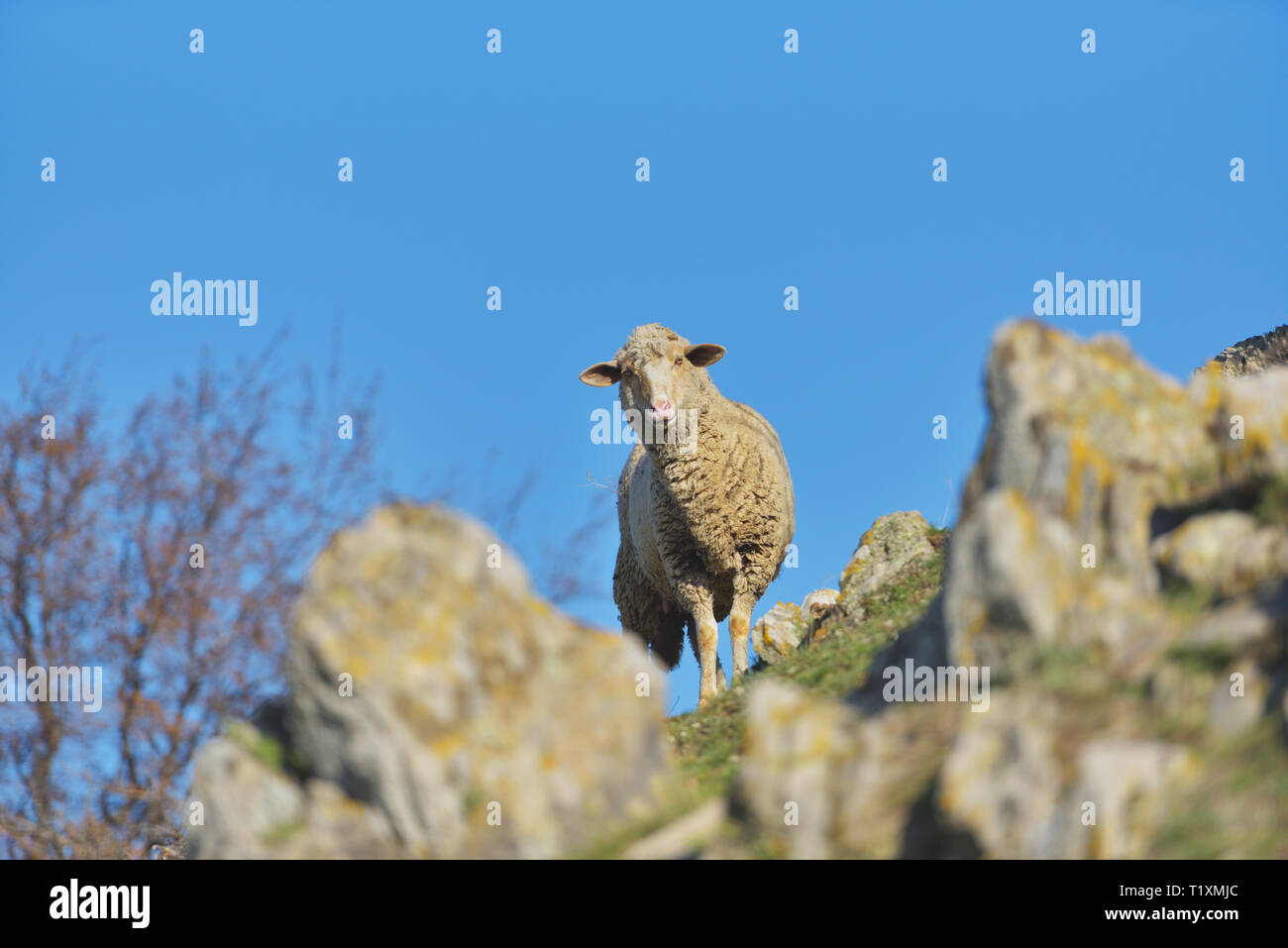 Sheep from behind hi-res stock photography and images - Alamy