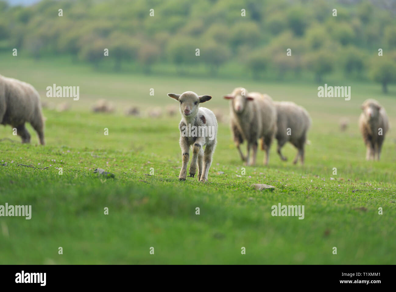 Cute little lamb on fresh spring green meadow during sunrise Stock ...