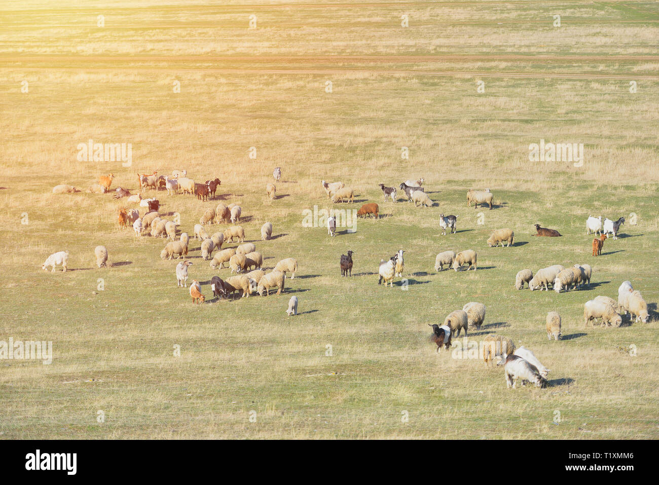 New zealand flock sheep sunset hi-res stock photography and images - Alamy