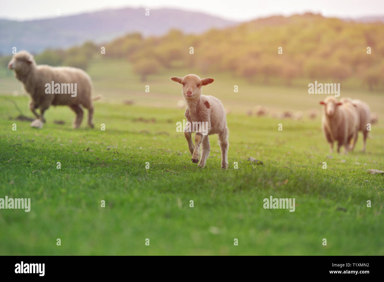 Cute little lamb hi-res stock photography and images - Alamy