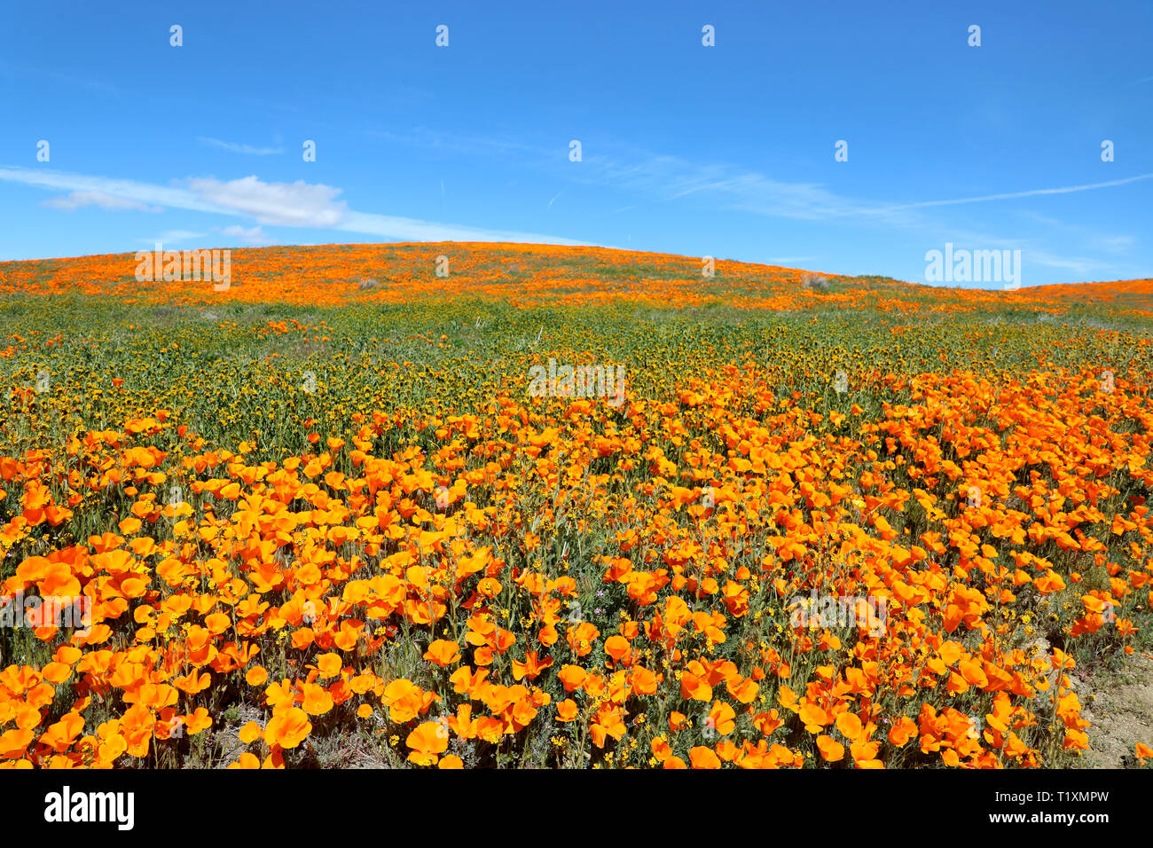 Antelope Valley California Poppy Reserve Wild Flower Field Super Bloom ...