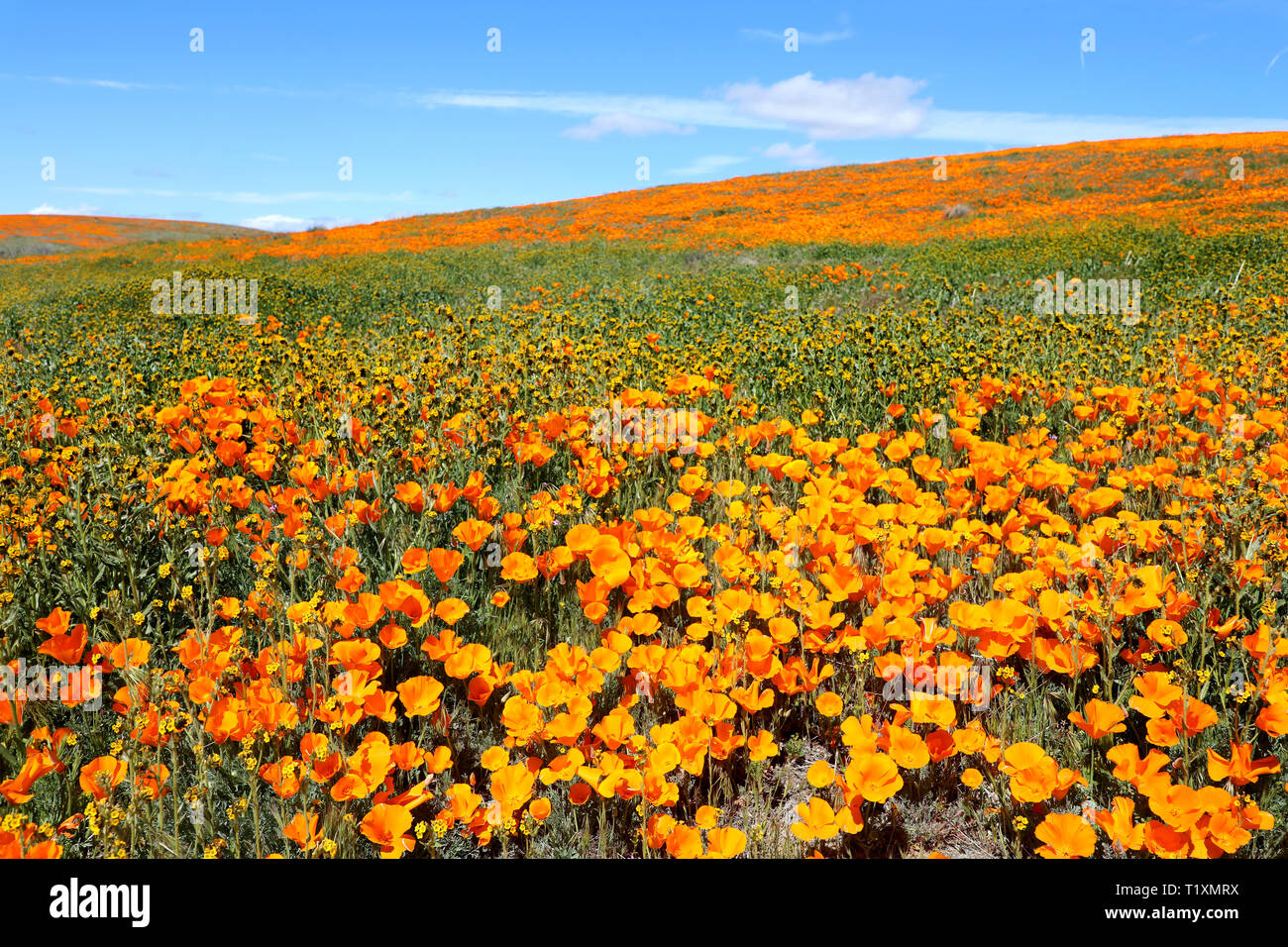Antelope Valley California Poppy Reserve Wild Flower Field Super Bloom ...