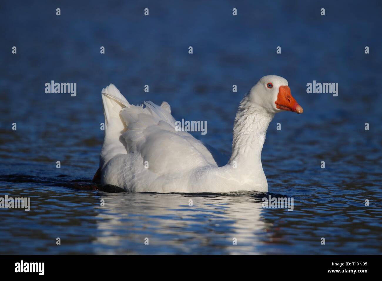 Goose swimming hi-res stock photography and images - Alamy