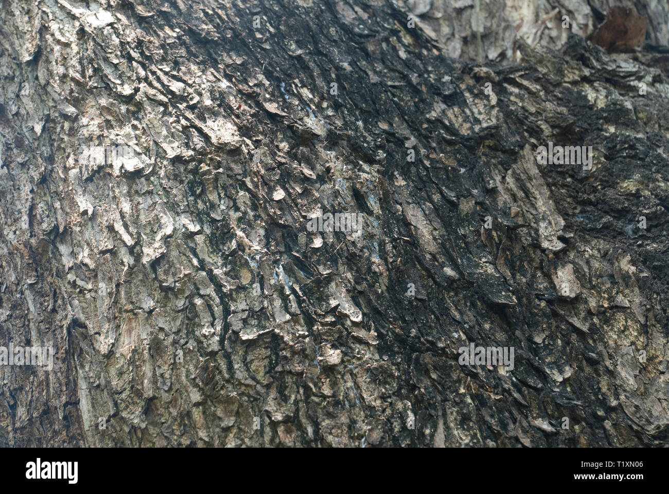The pattern of the old Bodhi tree in the summer of Thailand Suitable ...