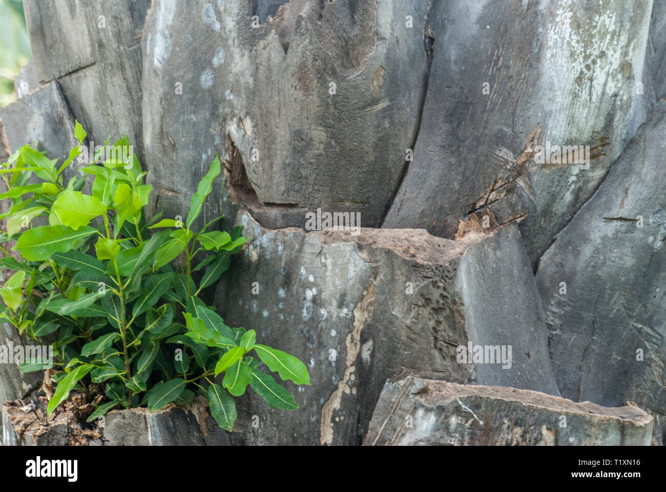 Closeup of the palm tree shell Suitable for making background images ...