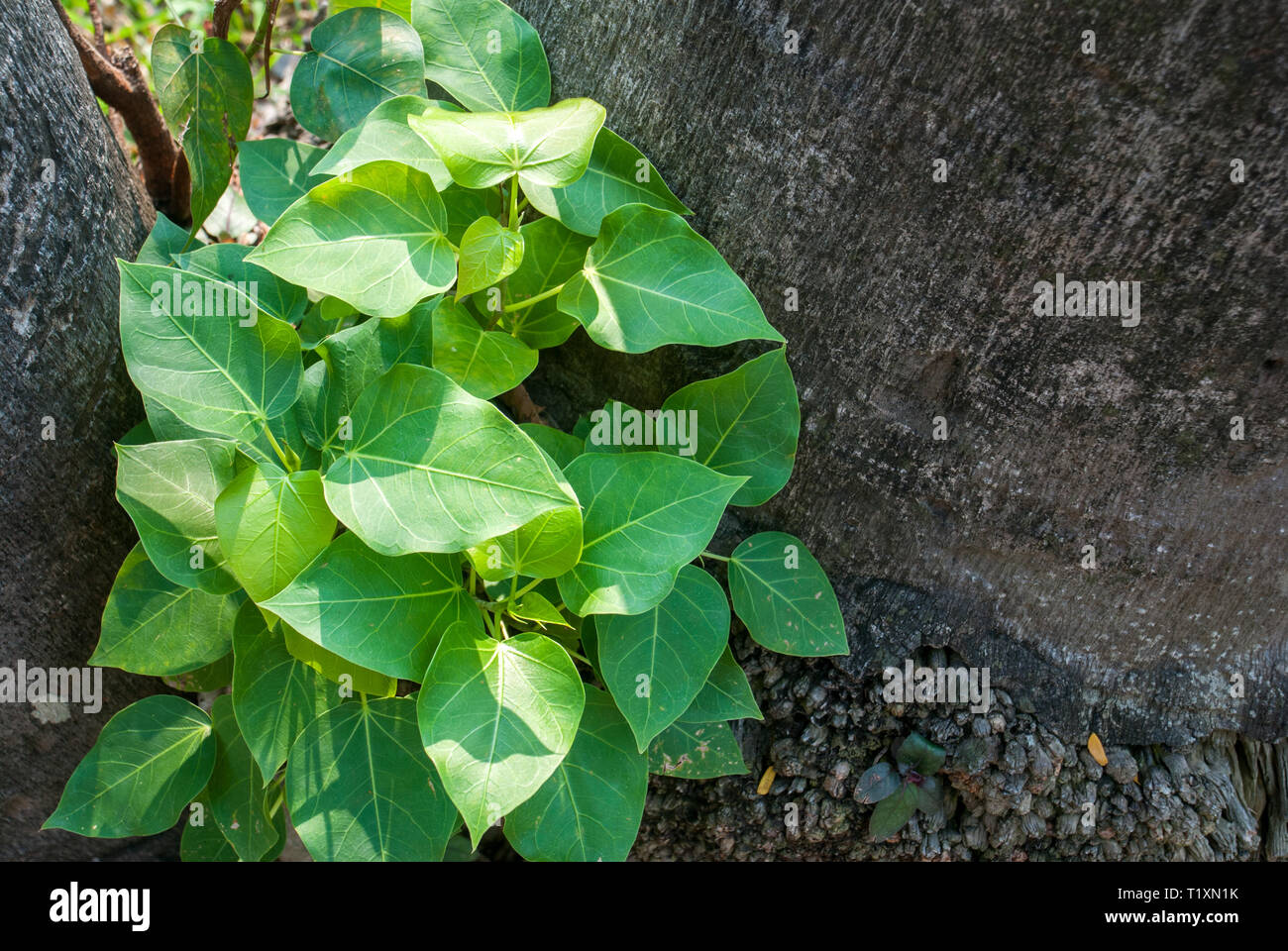 Small tree grow up on big tree, Bodhi Tree grow up on big tree in the ...