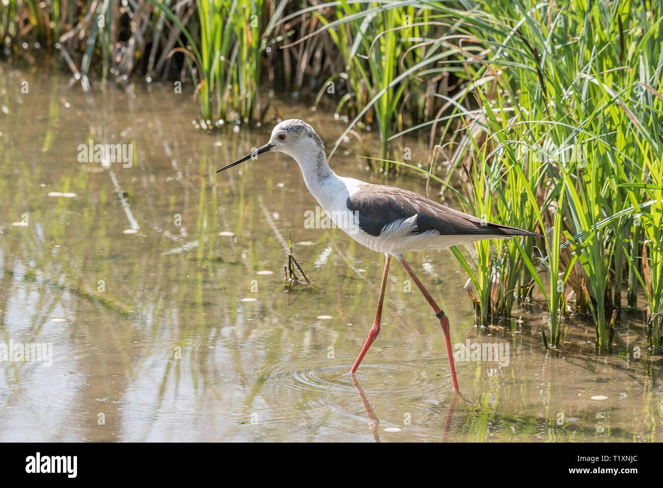 The black winged stilt walks in the water of an Italian lake ...
