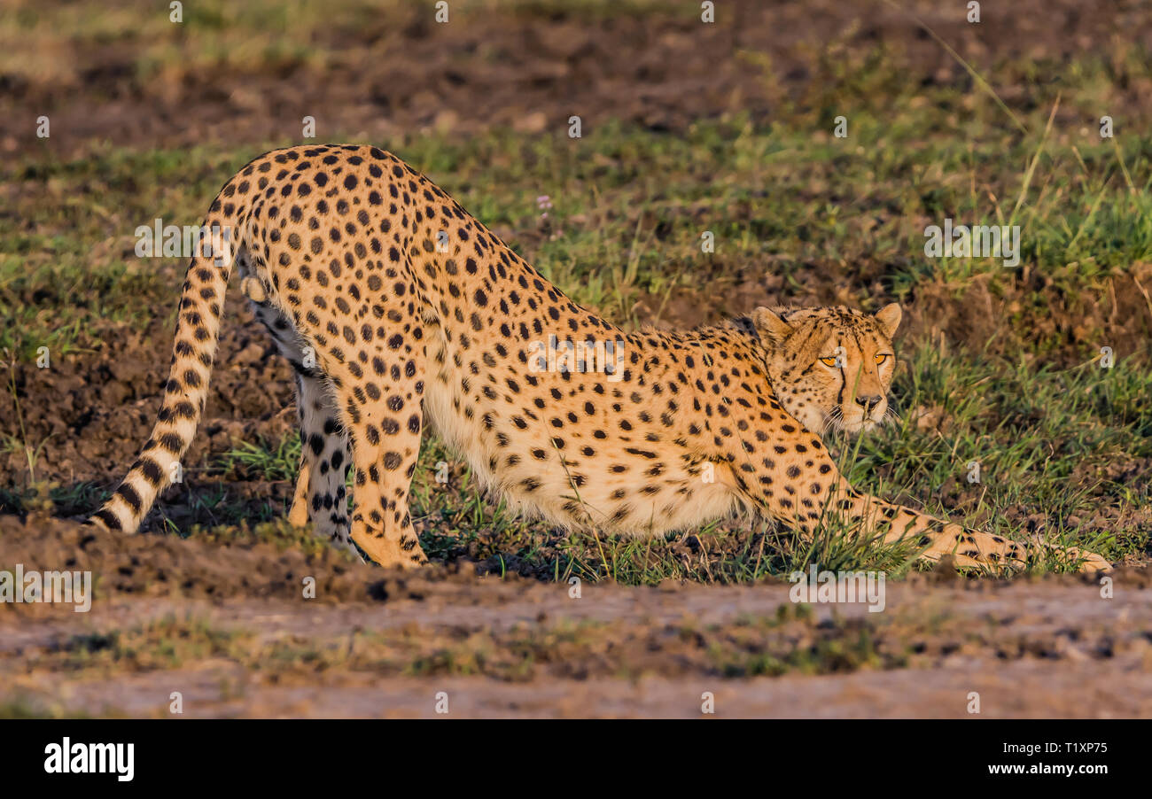 A Cheetah Stretching on the ground Stock Photo - Alamy