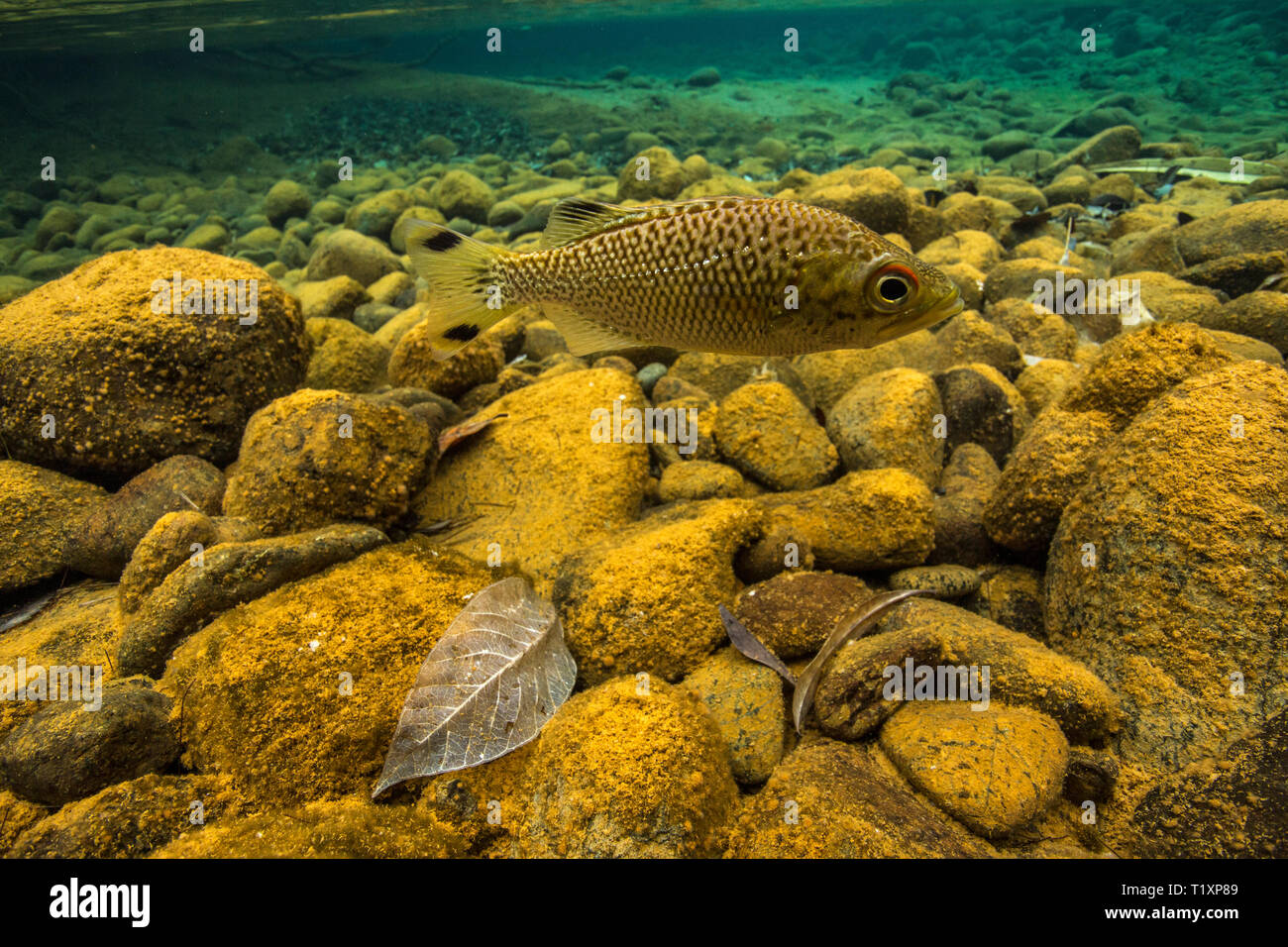 South province new caledonia hi-res stock photography and images - Alamy
