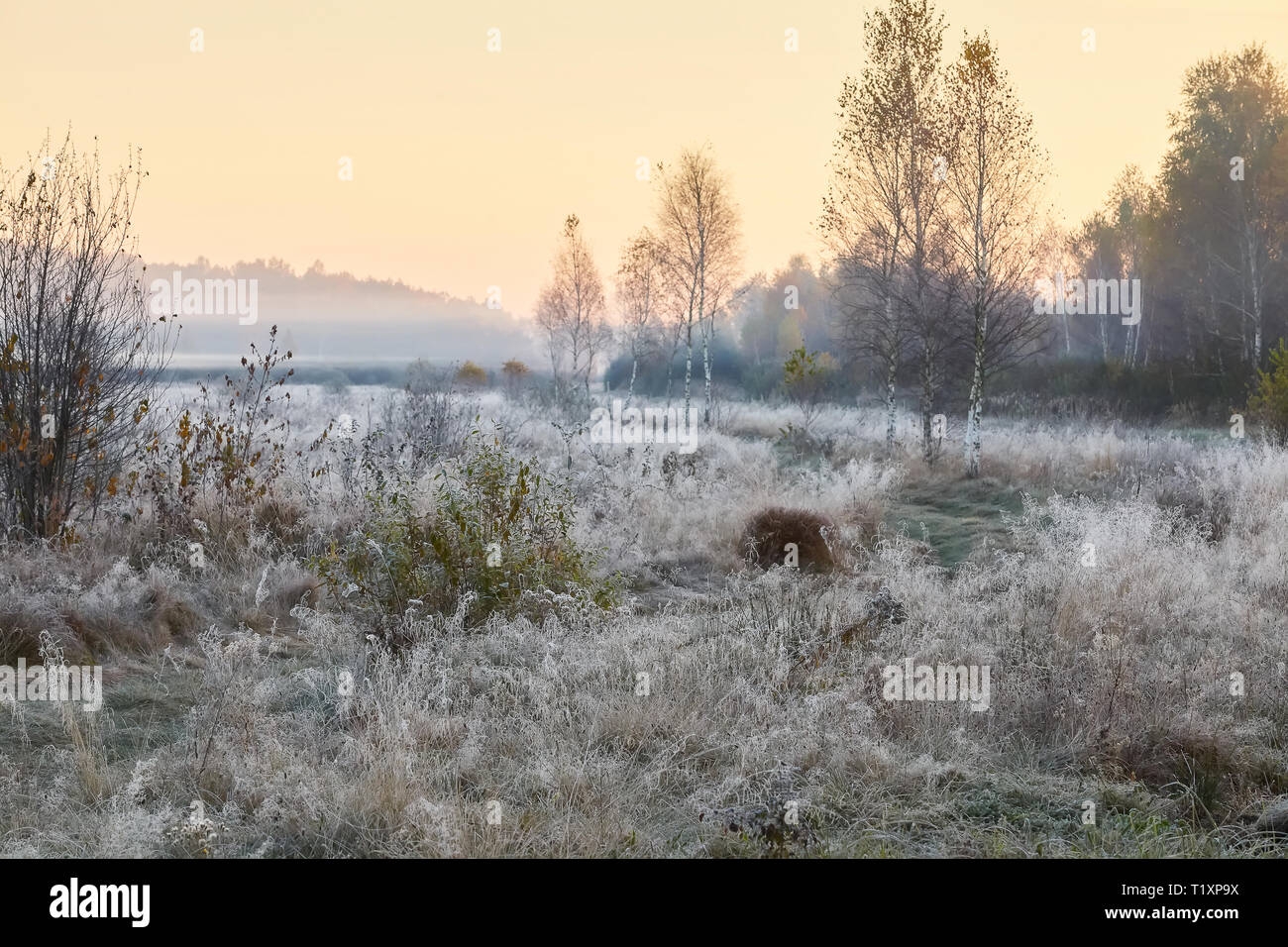 Scenic and tender landscape with sunrise at frosty autumn morning Stock ...