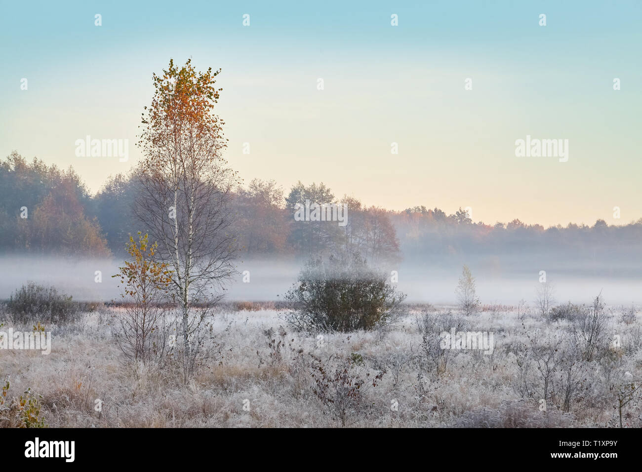 Scenic and tender landscape with sunrise at frosty autumn morning Stock ...