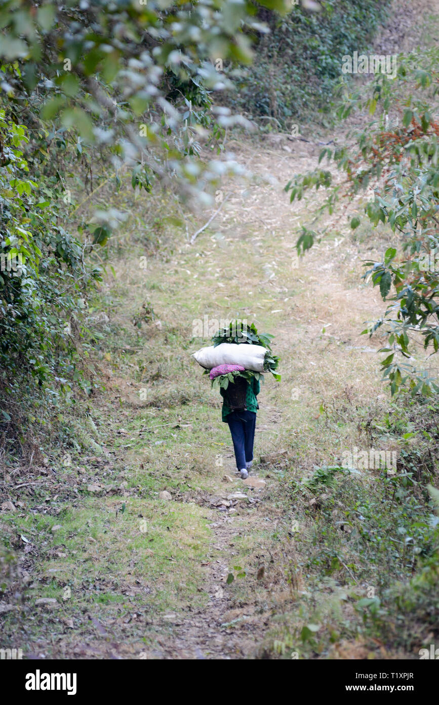 A woman gathering and carrying fodder from the forest Stock Photo - Alamy