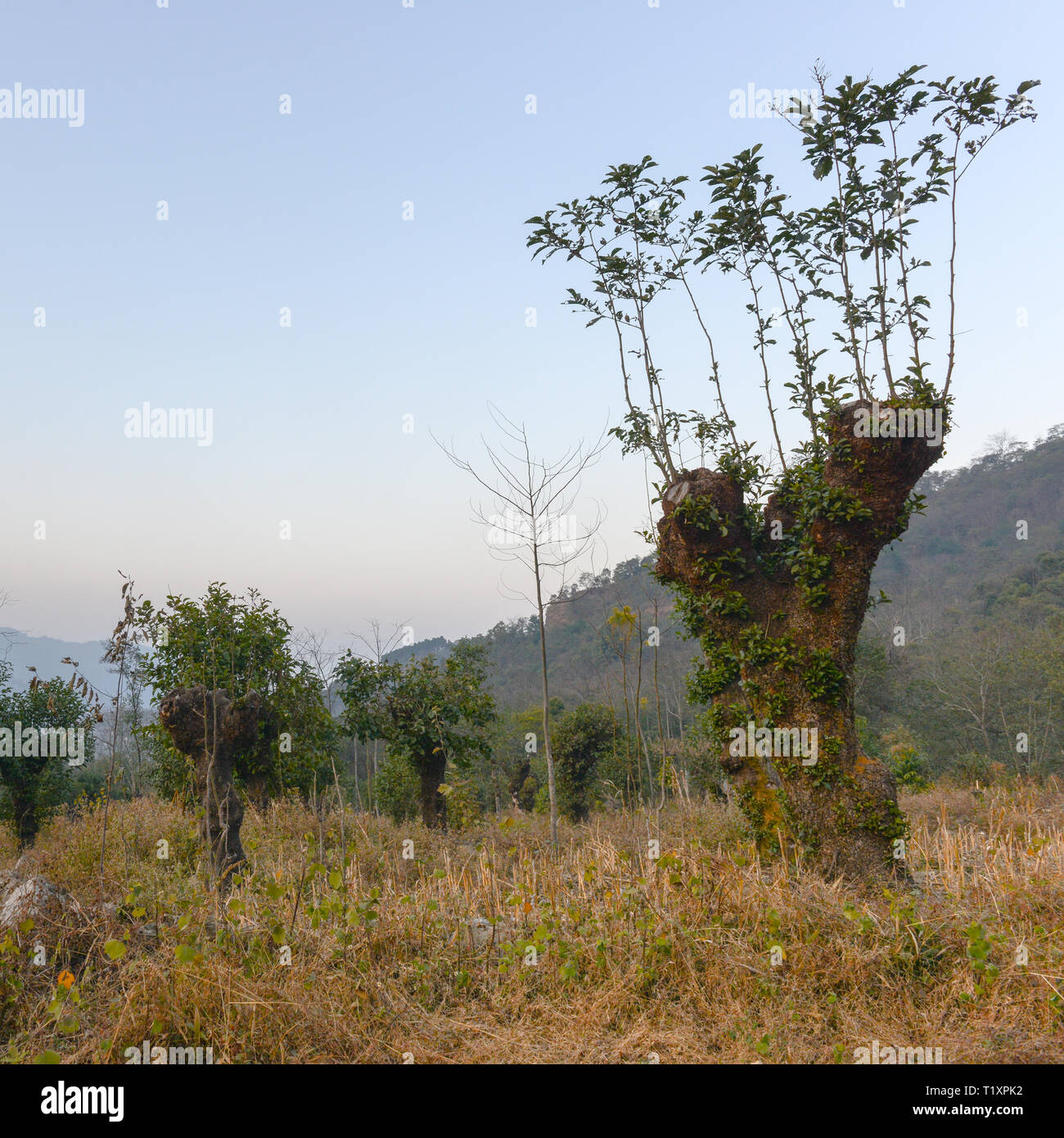 Tree regeneration hi-res stock photography and images - Alamy