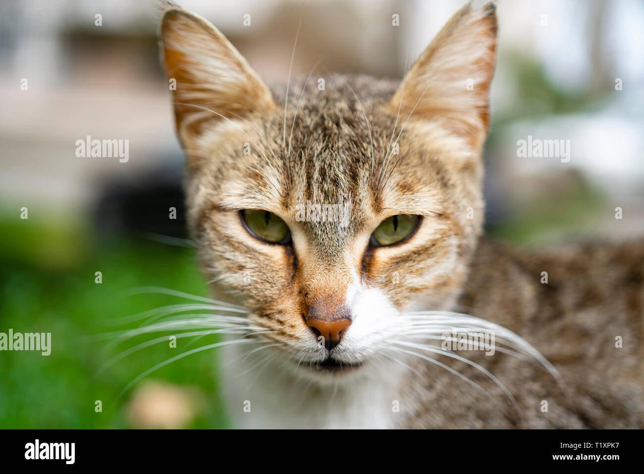 Closeup an alley cat Stock Photo - Alamy