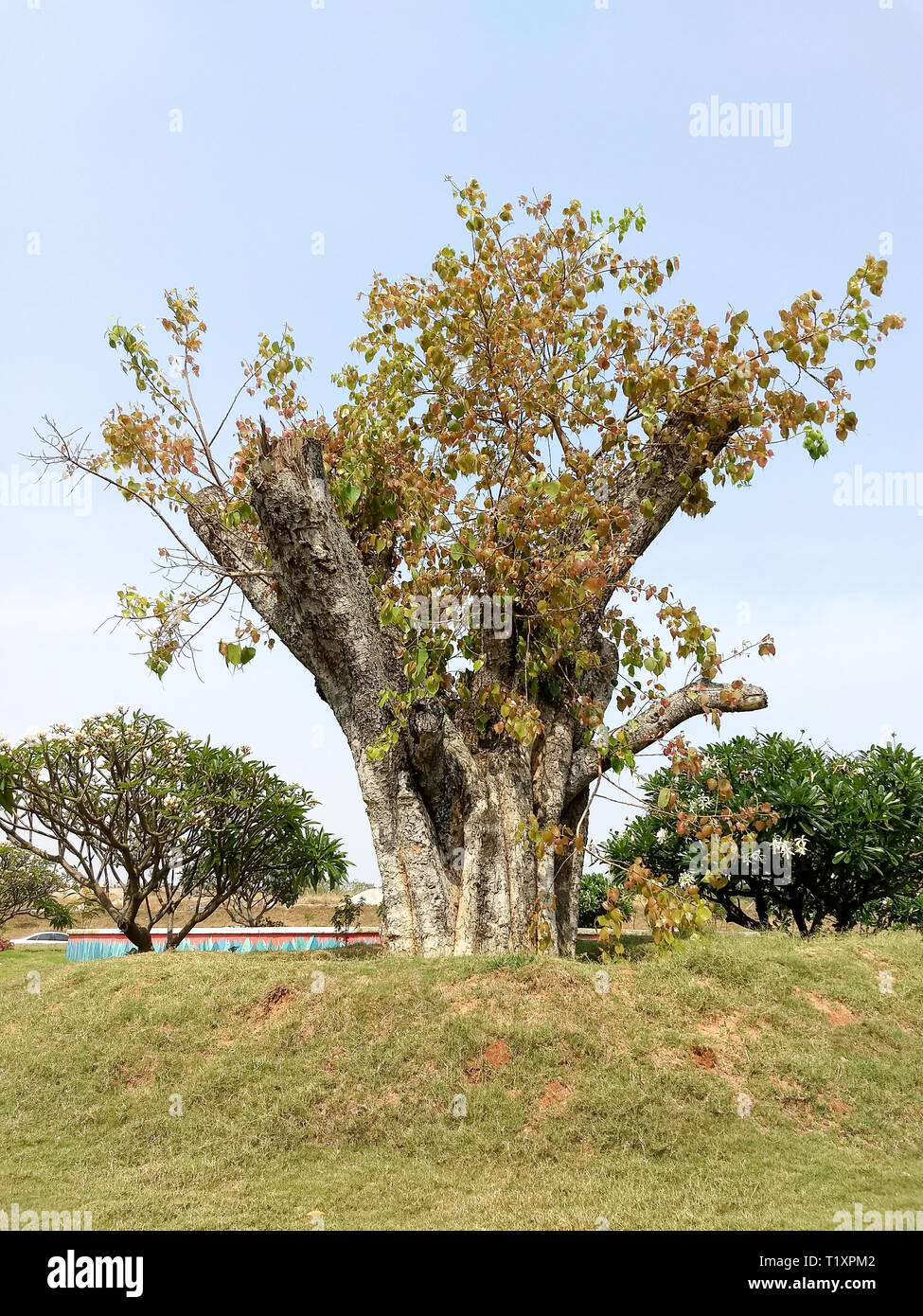 Growing from tree stump hi-res stock photography and images - Alamy