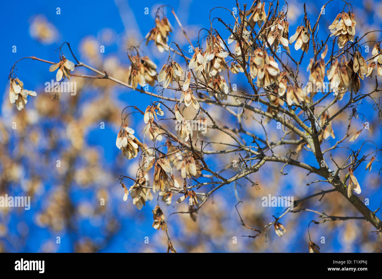 Dried light brown maple spouts hanging from a branch against the blue ...