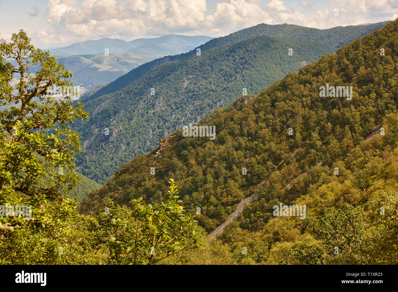 Oak tree forest landscape in Asturias. Muniellos natural park. Spain ...