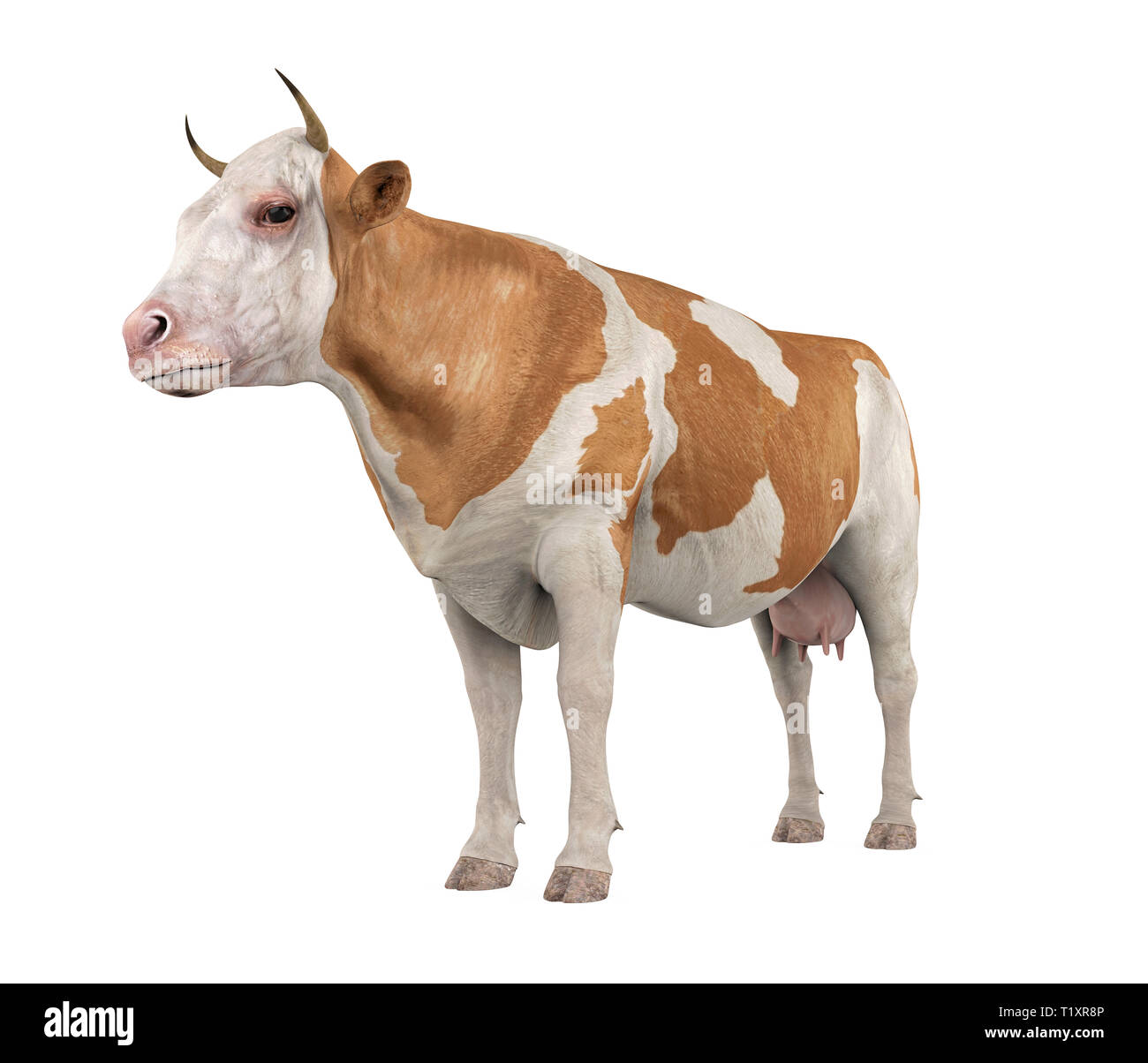 Holstein friesian cow Cut Out Stock Images & Pictures - Alamy