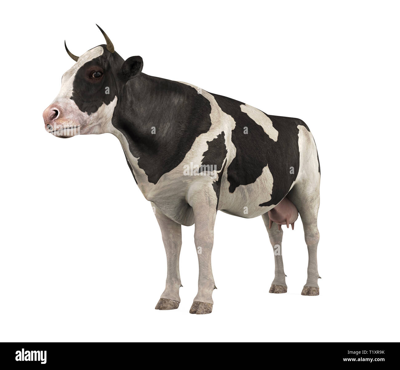 Holstein friesian cow Cut Out Stock Images & Pictures - Alamy