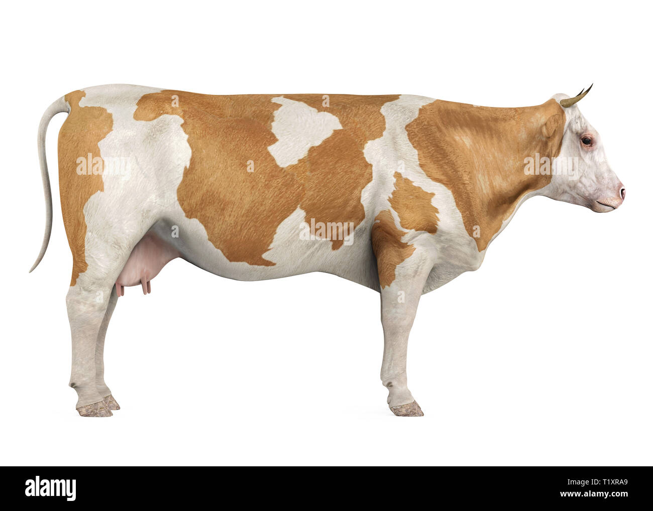 Holstein friesian cow Cut Out Stock Images & Pictures - Alamy