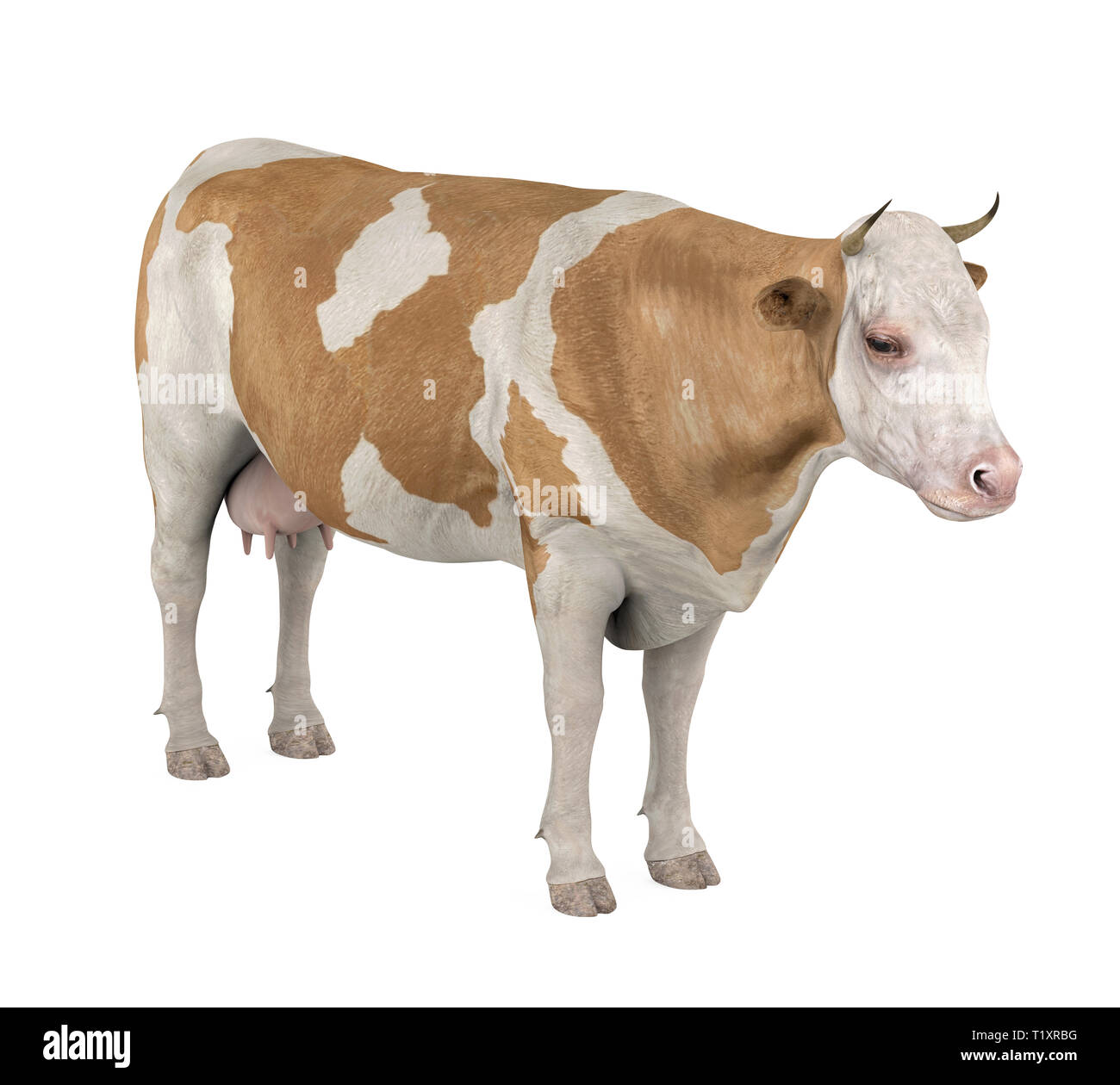 Friesian dairy cow Cut Out Stock Images & Pictures - Alamy