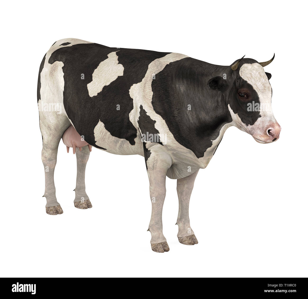 Holstein friesian cow Cut Out Stock Images & Pictures - Alamy