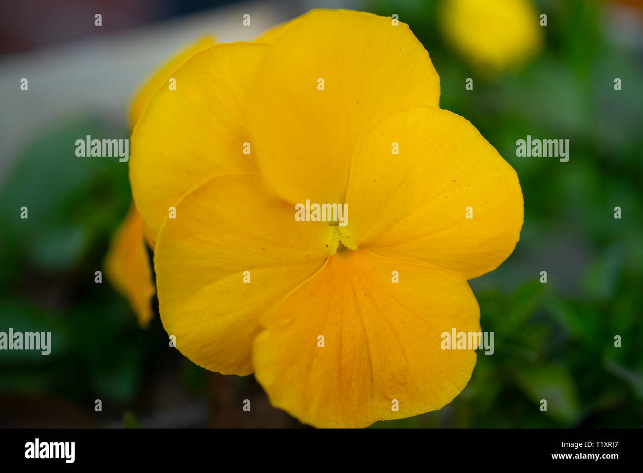 Pansy flower close up water hi-res stock photography and images - Alamy