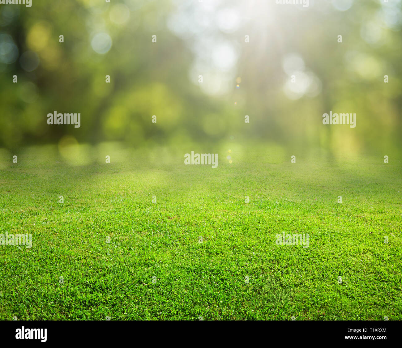 Green spring summer grass hi-res stock photography and images - Alamy