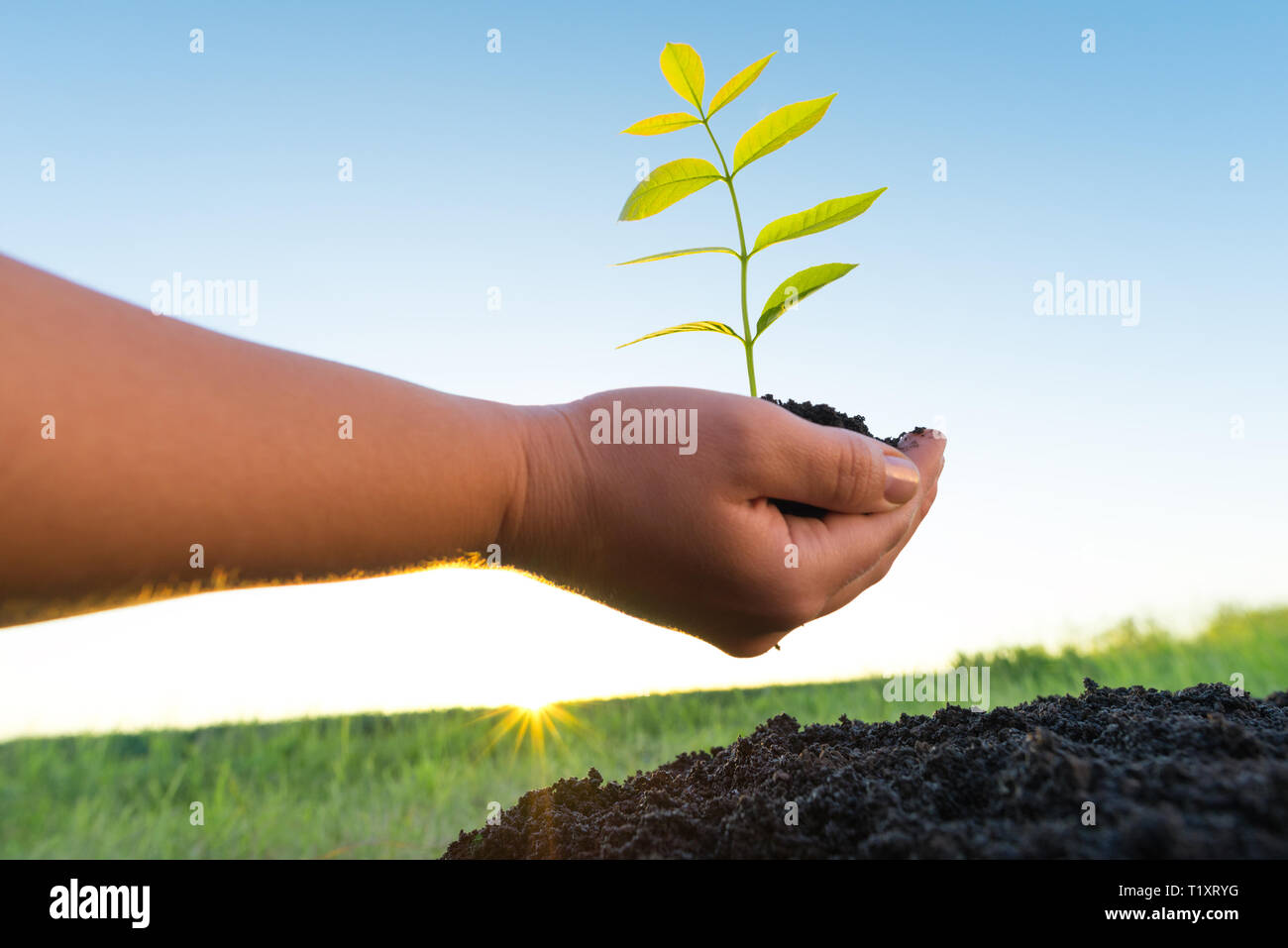 hands holding green plant Stock Photo - Alamy