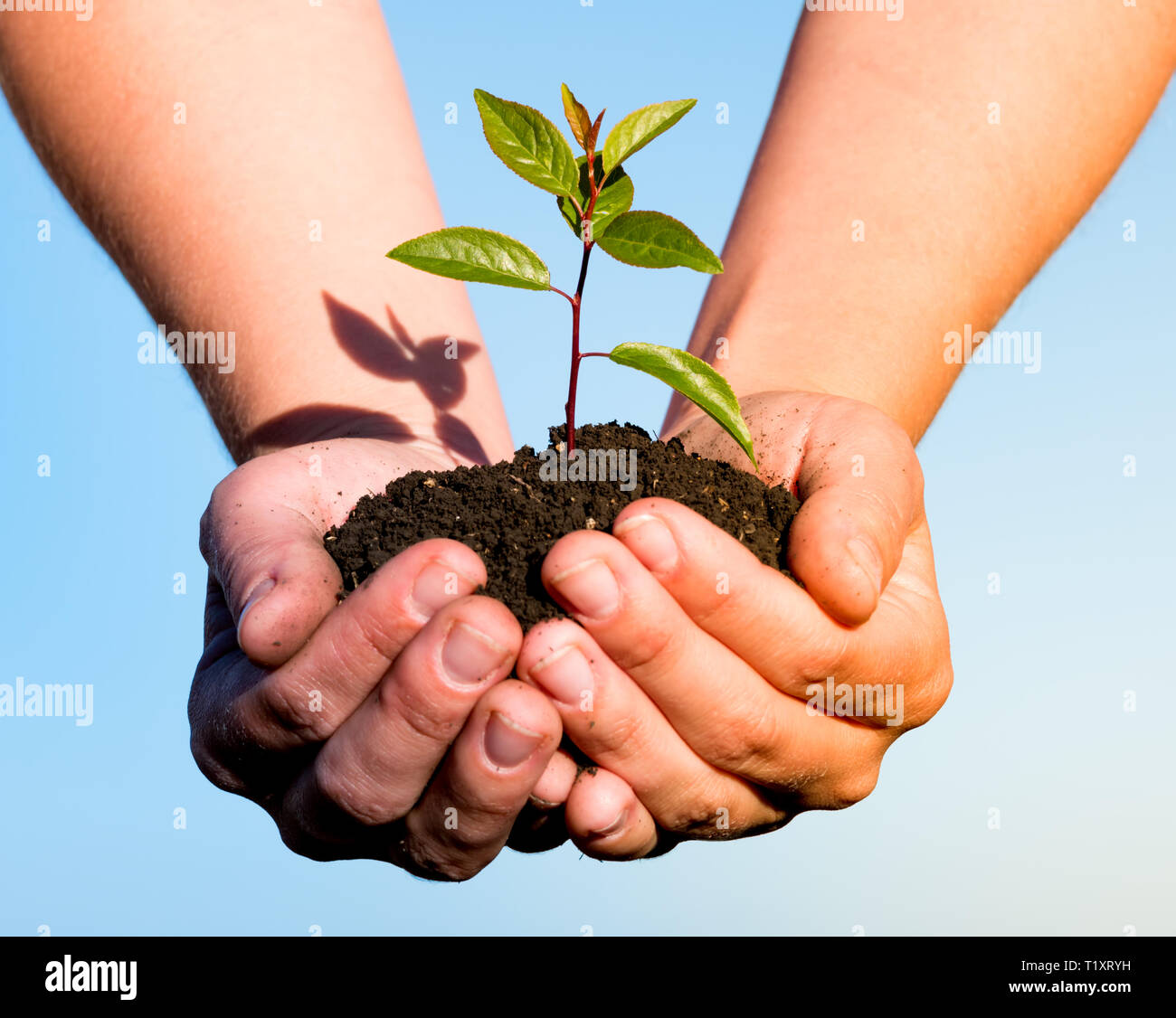 hands holding green plant Stock Photo - Alamy