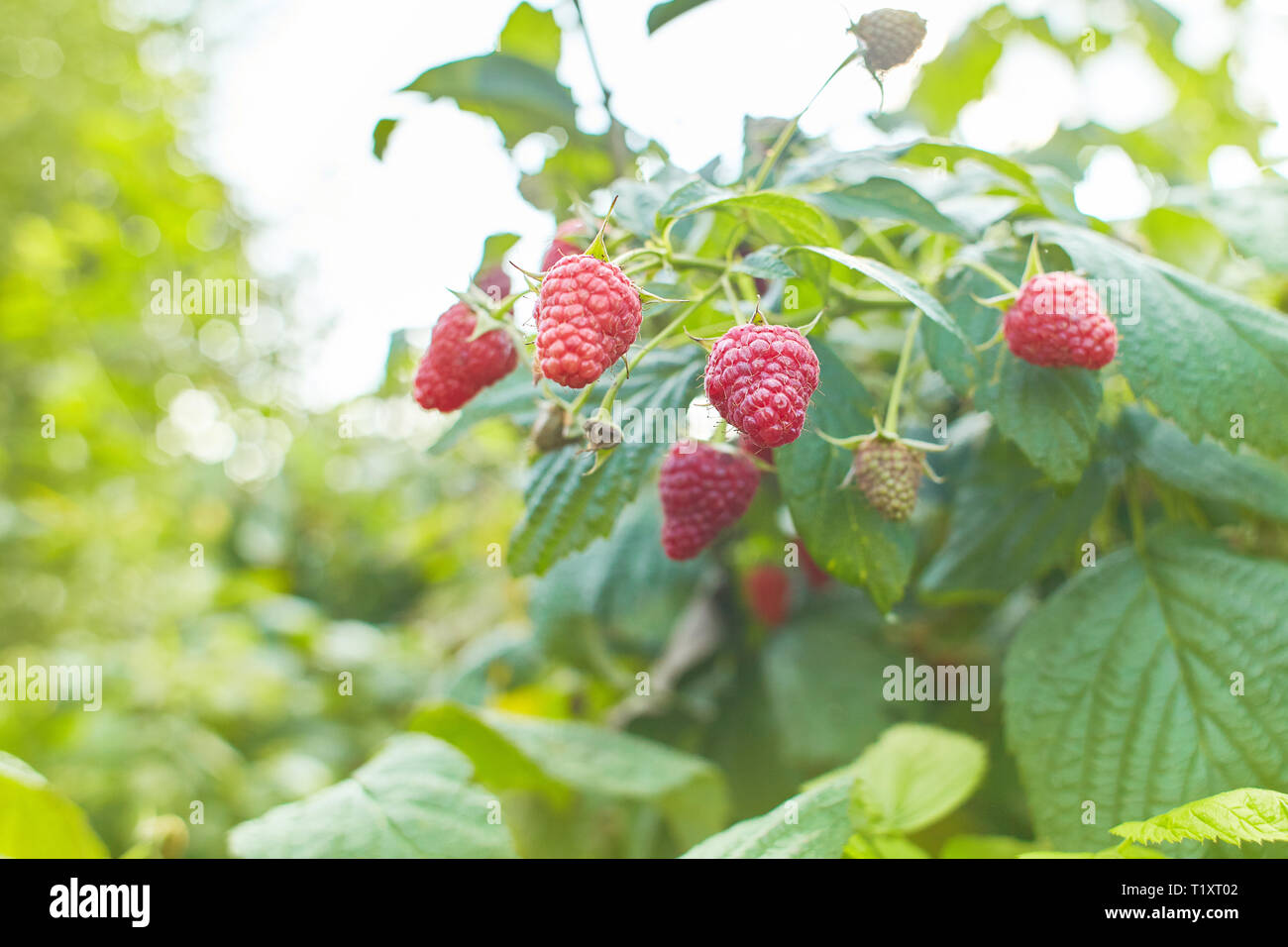 Branch of raspberry with big red ripe berries. Gardening Stock Photo ...