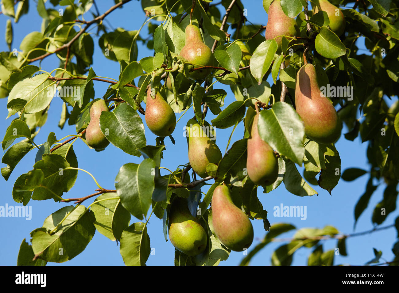 Plenty of pears growing on a tree. Blue sky background Stock Photo - Alamy