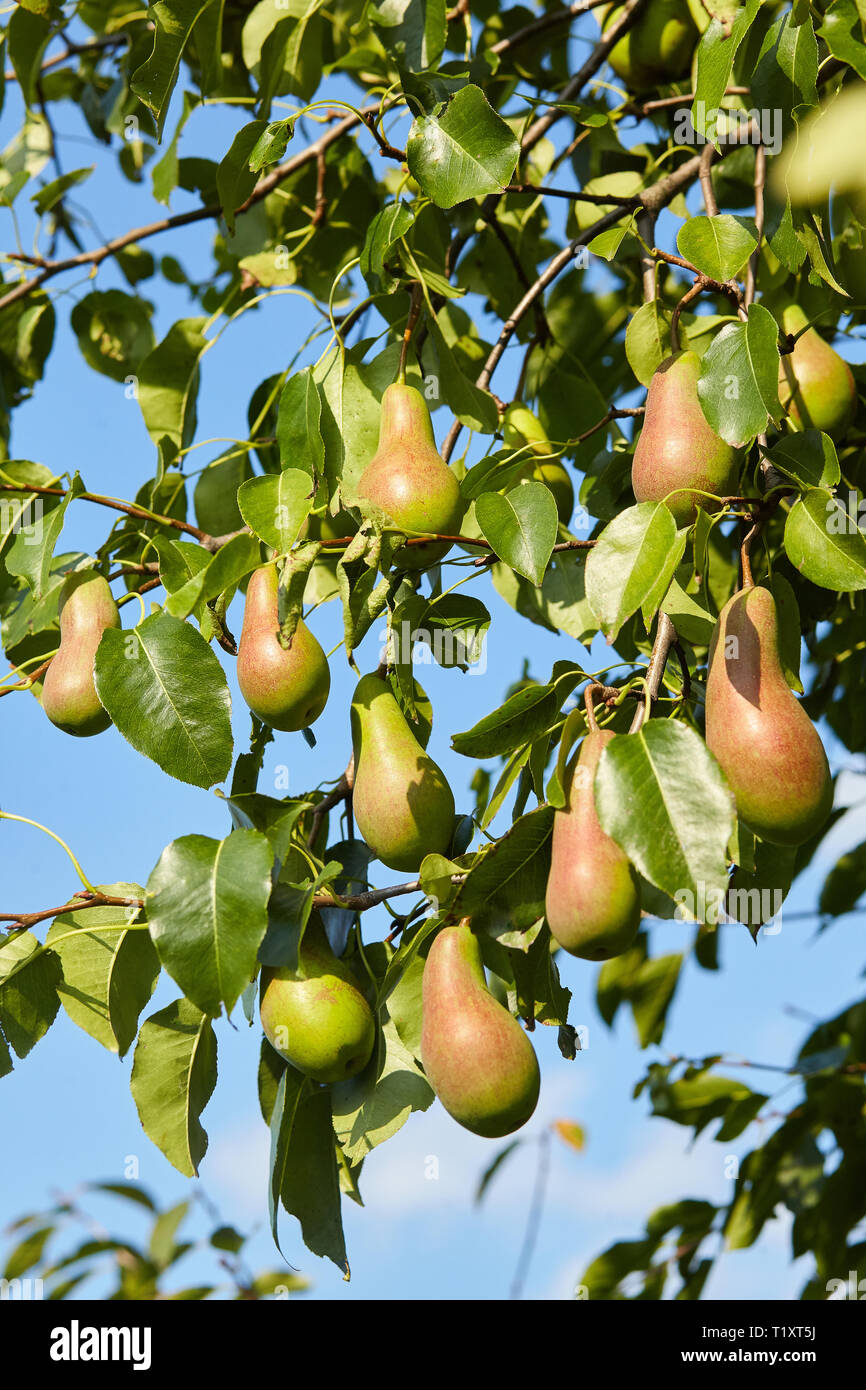 Pear orchard hi-res stock photography and images - Alamy
