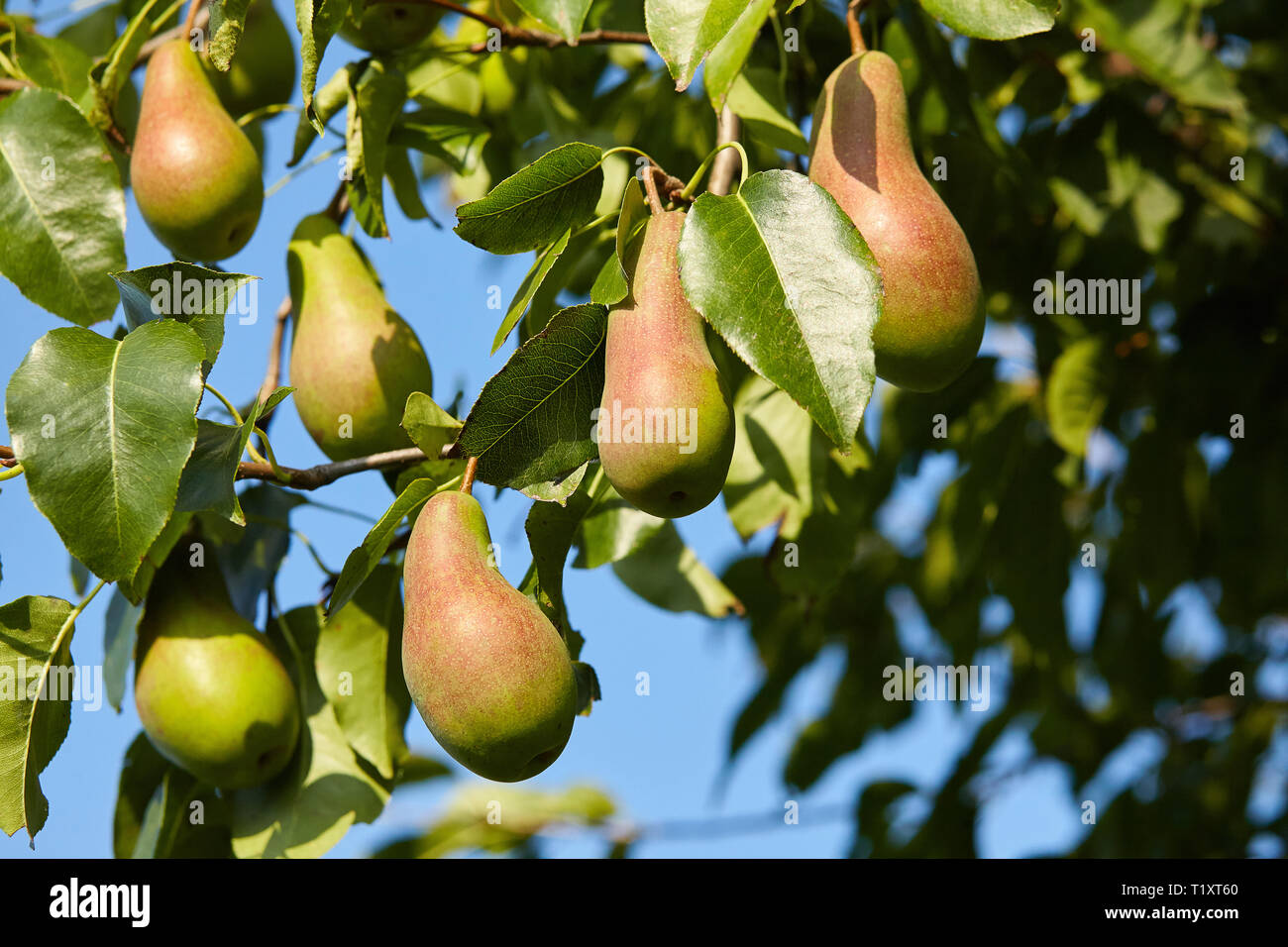 Pears growing on the tree hi-res stock photography and images - Alamy