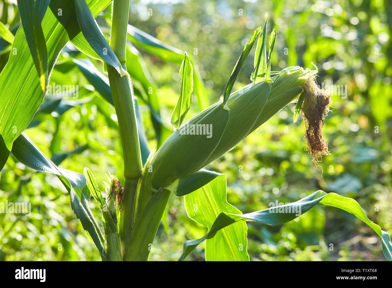Close up view healthy cornfield hi-res stock photography and images - Alamy
