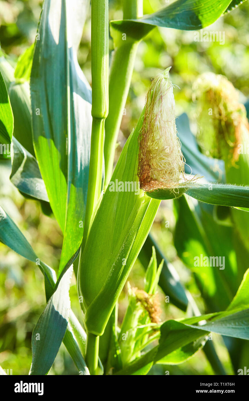 Corn crops growing on field. Close up view Stock Photo - Alamy