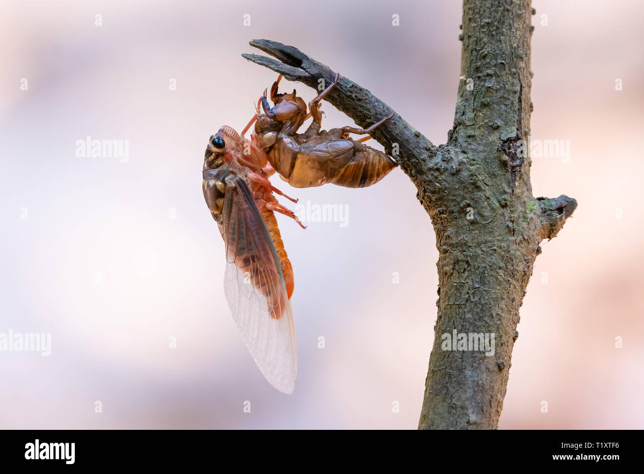 Gold bugs hi-res stock photography and images - Alamy