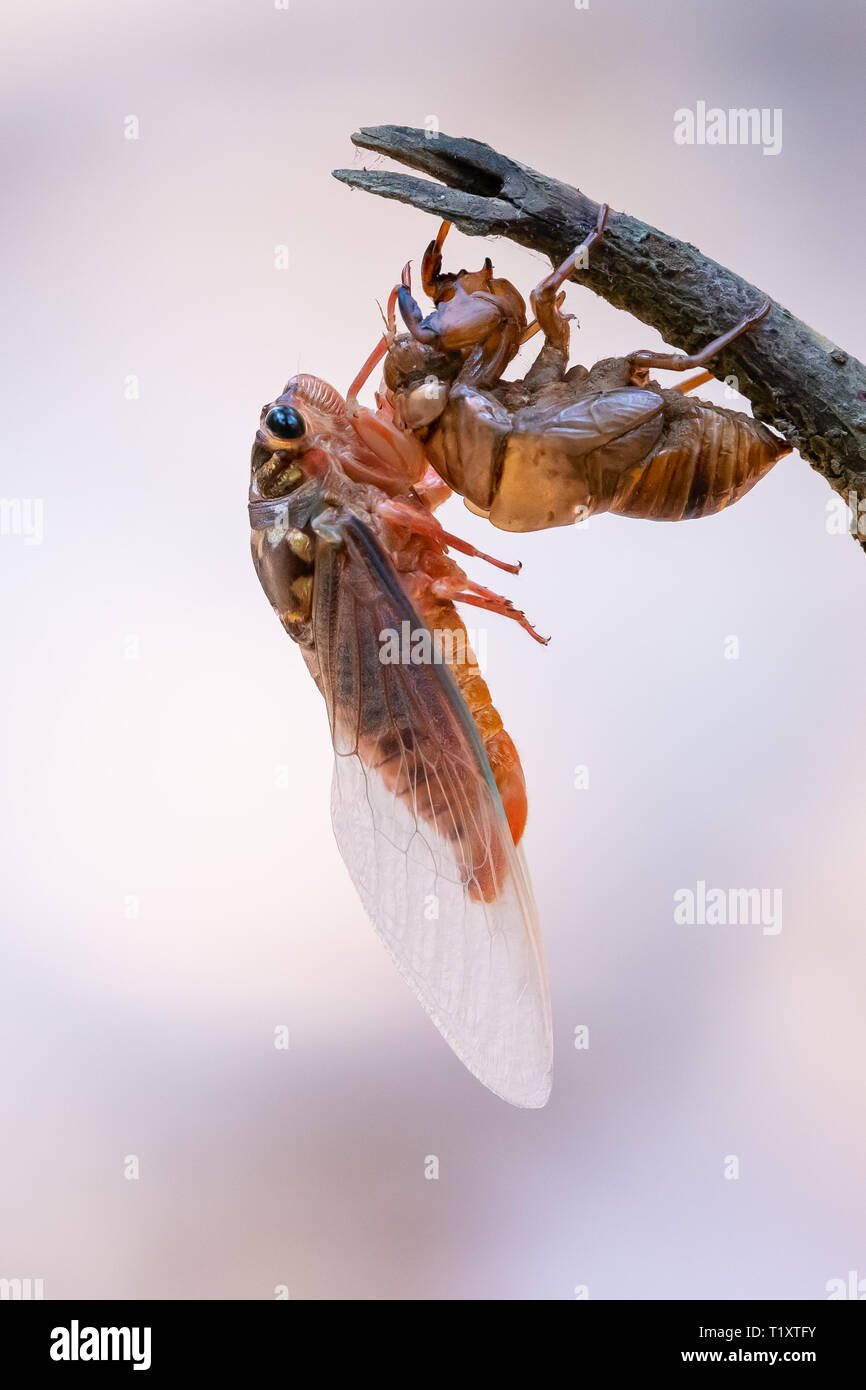 Cicada sloughing off its gold shell with blurred background Stock Photo ...