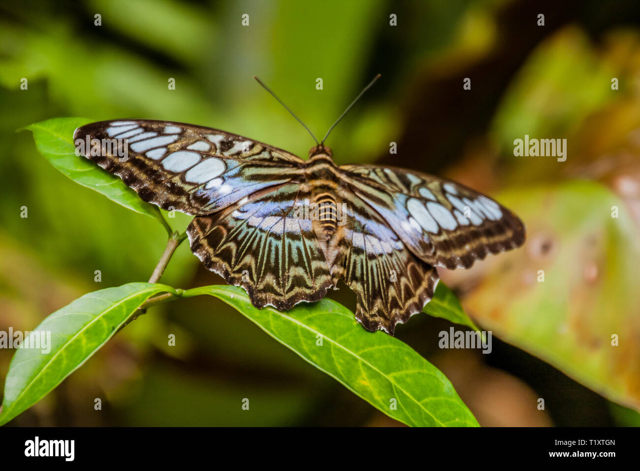 Malaysian Blue Clipper Butterfly (Parthenos sylvia lilacinus Stock ...
