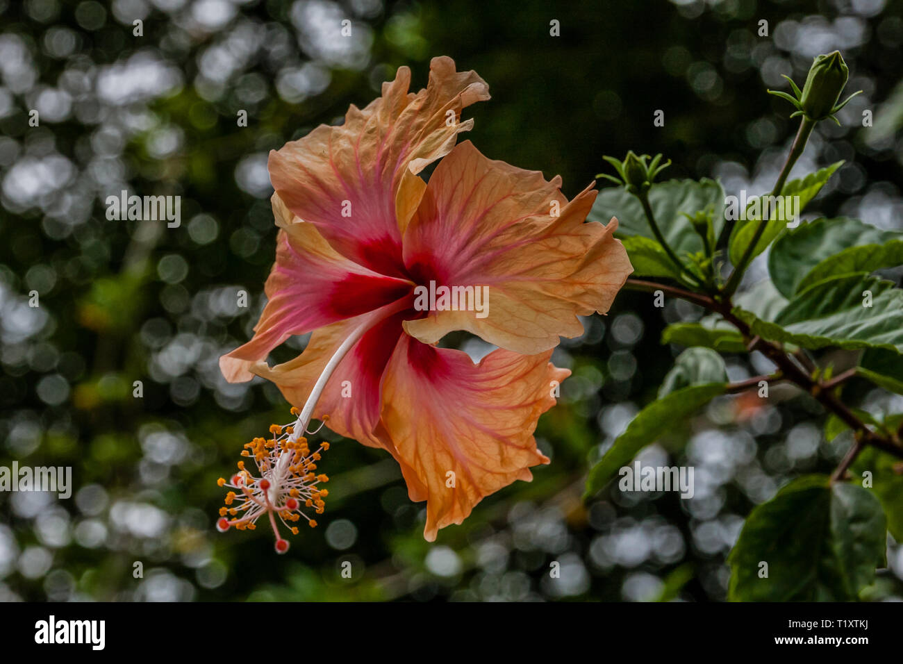 Hibiscus, Malaysia's National Flower Stock Photo - Alamy