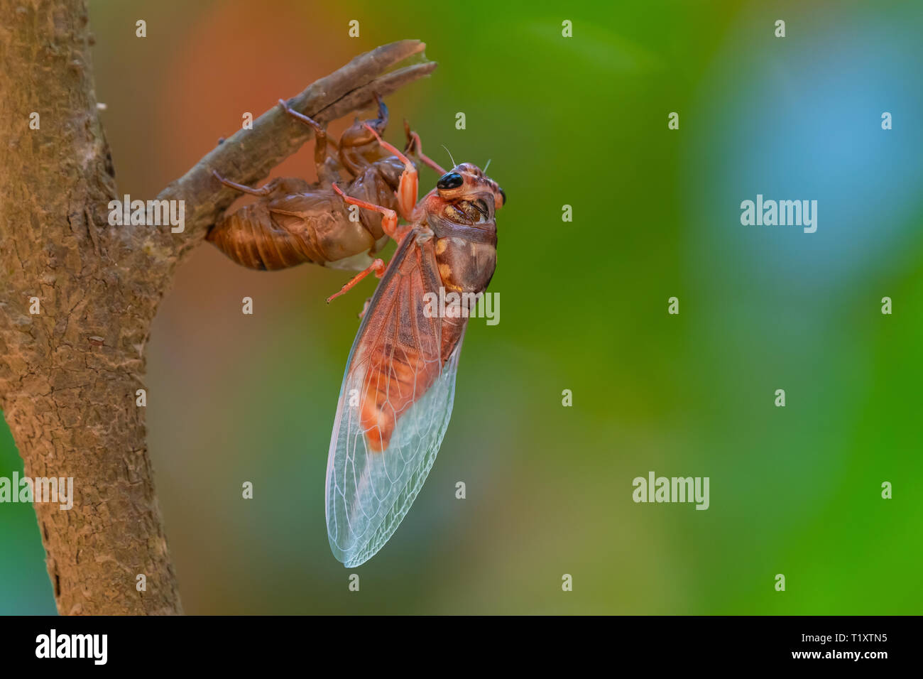 Cicada sloughing off its gold shell with colorful blurred background ...
