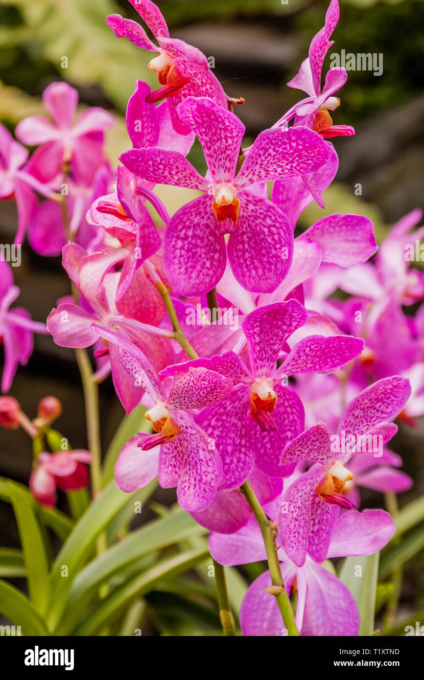Blooming orchids in a garden Stock Photo - Alamy
