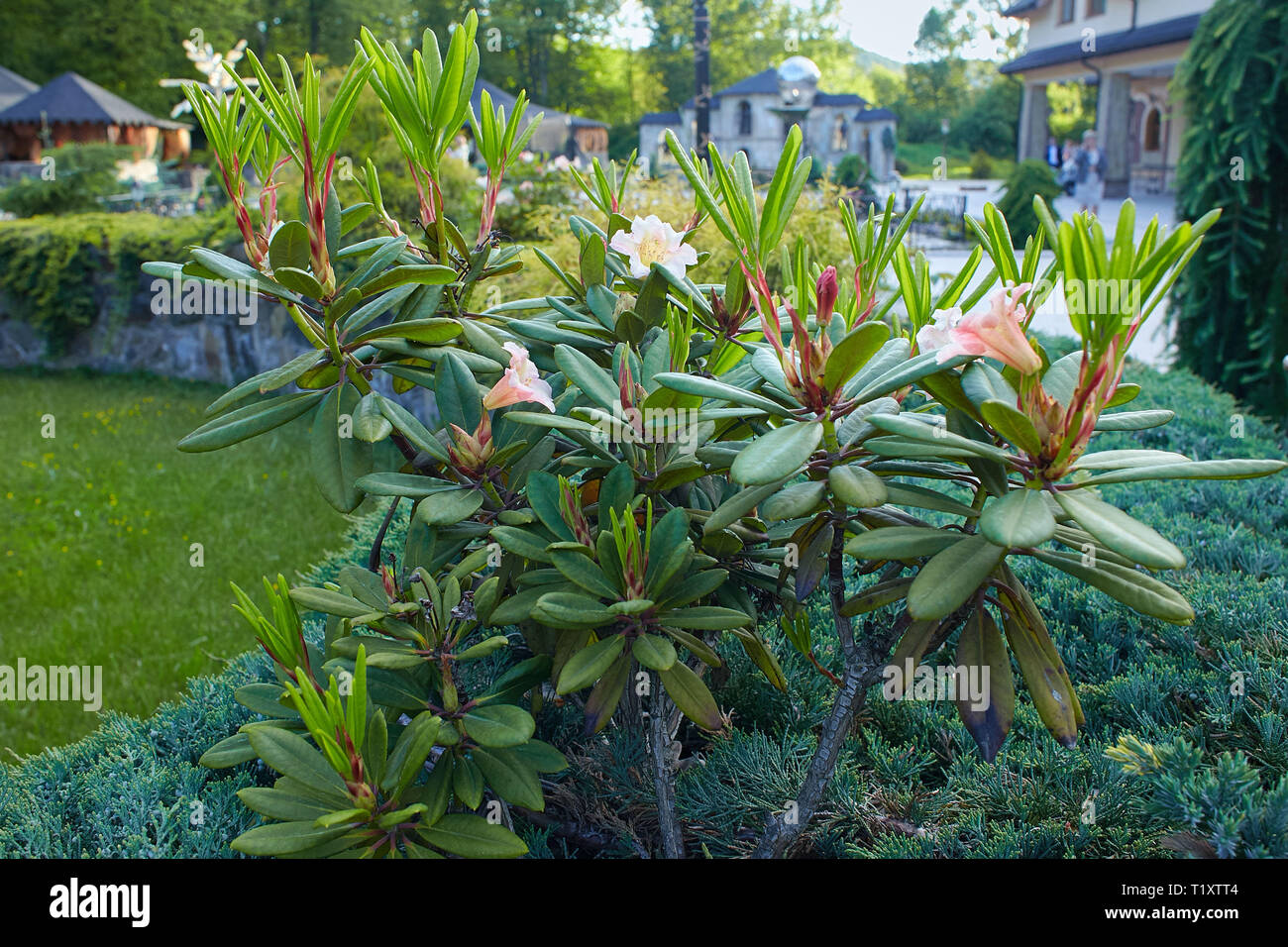 Big light pink azalea bush in the garden. Season of flowering azaleas ...