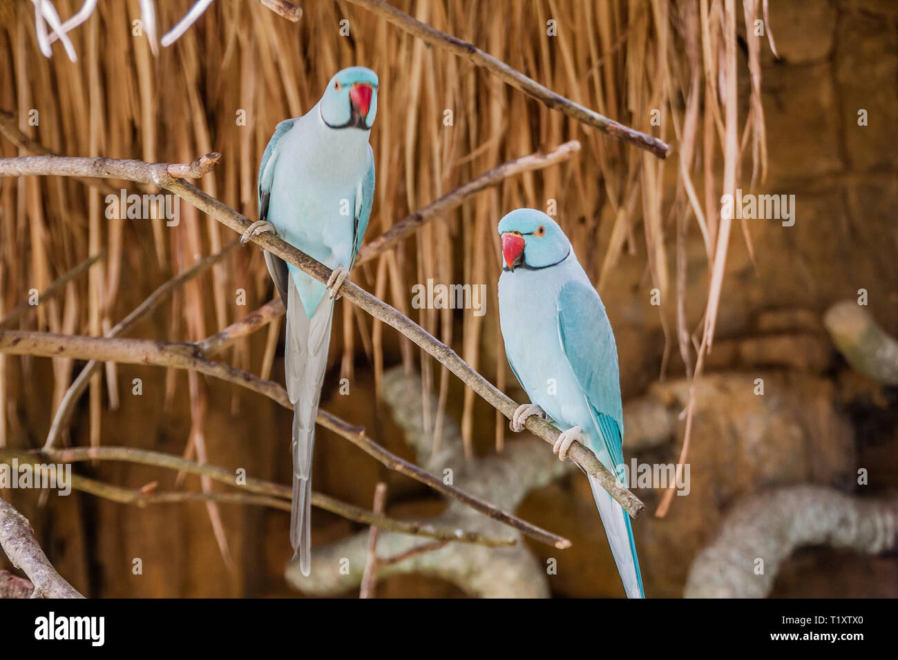 Indian ringneck parrot hi-res stock photography and images - Alamy